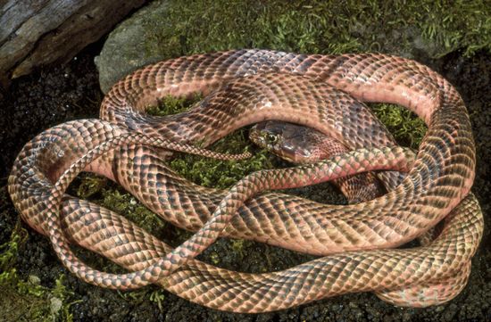 Western Coachwhip Snake Masticophis Flagellum Testaceus Editorial Stock ...
