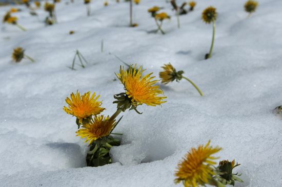 Dandelion Taraxacum Dandelion Snow Allgaeu Bavaria Editorial Stock ...