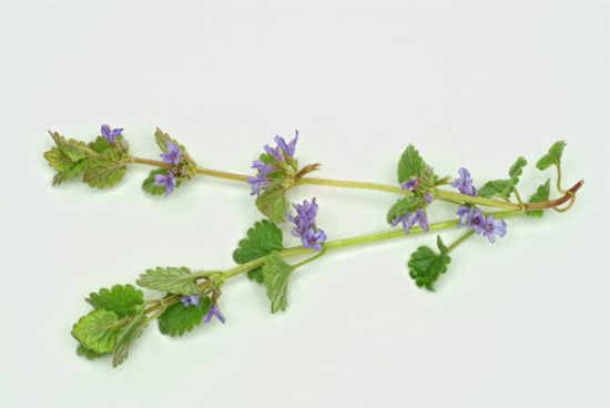 Medicinal Plant Gundermann Known Glechoma Hederacea Editorial Stock ...