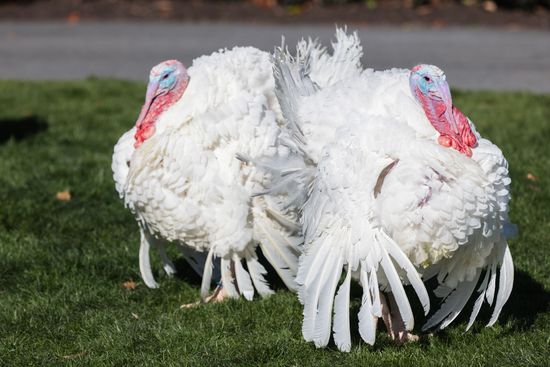 National Thanksgiving Turkeys Walk On South Editorial Stock Photo ...