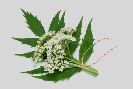 Valerian Valeriana Officinalis Greater Valerian Plant Editorial Stock ...