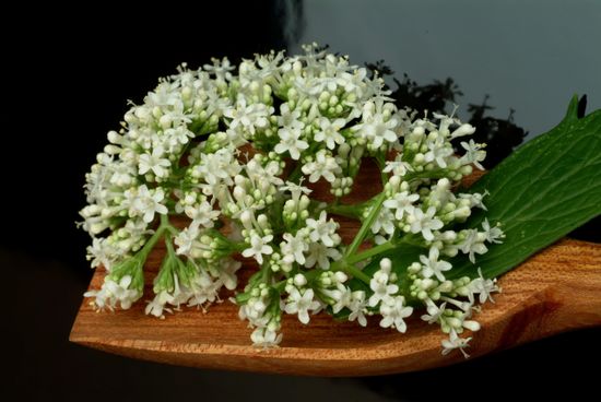 Valerian Valeriana Officinalis Greater Valerian Plant Editorial Stock ...
