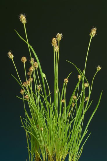 Plant Species Plantain Genus Plantago Seeds Editorial Stock Photo ...