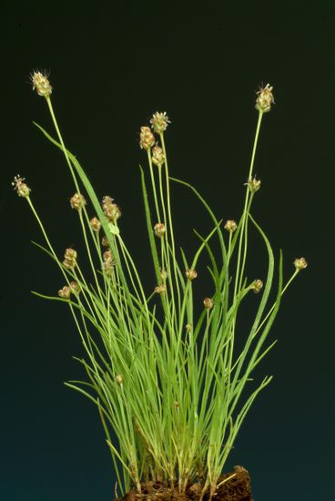 Plant Species Plantain Genus Plantago Seeds Editorial Stock Photo ...