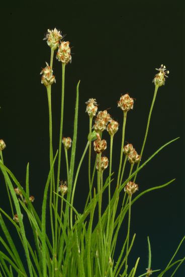 Plant Species Plantain Genus Plantago Seeds Editorial Stock Photo ...