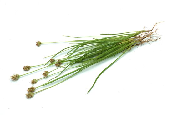 Plant Species Plantain Genus Plantago Seeds Editorial Stock Photo ...
