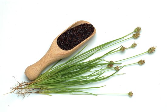 Plant Species Plantain Genus Plantago Seeds Editorial Stock Photo ...