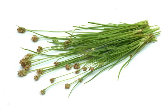 Plant Species Plantain Genus Plantago Seeds Editorial Stock Photo ...