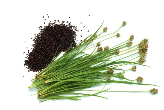 Plant Species Plantain Genus Plantago Seeds Editorial Stock Photo ...