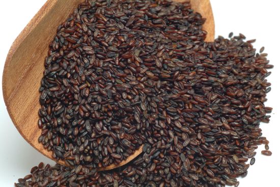 Plant Species Plantain Genus Plantago Seeds Editorial Stock Photo ...