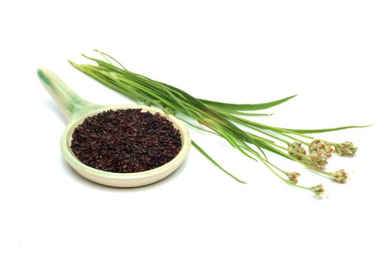 Plant Species Plantain Genus Plantago Seeds Editorial Stock Photo ...