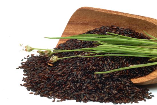 Plant Species Plantain Genus Plantago Seeds Editorial Stock Photo ...
