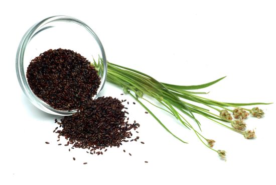 Plant Species Plantain Genus Plantago Seeds Editorial Stock Photo ...