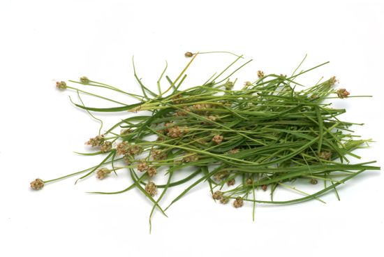 Plant Species Plantain Genus Plantago Seeds Editorial Stock Photo ...