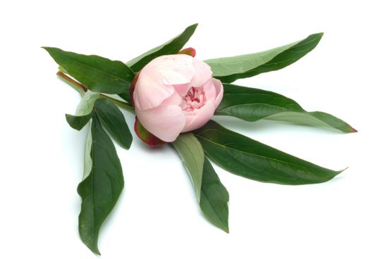 European Peony Paeonia Officinalis True Peony Editorial Stock Photo ...