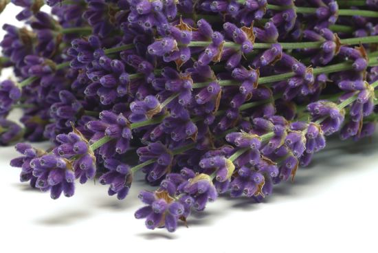 True Lavender Narrowleaved Lavender Ancient Common Editorial Stock ...