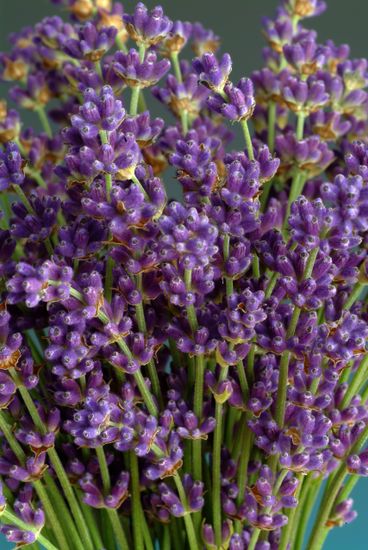 True Lavender Narrowleaved Lavender Ancient Common Editorial Stock ...