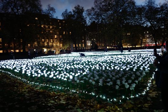 White Roses Illuminate Grosvenor Square Editorial Stock Photo - Stock ...