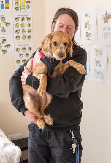 Val Dog Manager Topsy Training Room Editorial Stock Photo - Stock Image ...