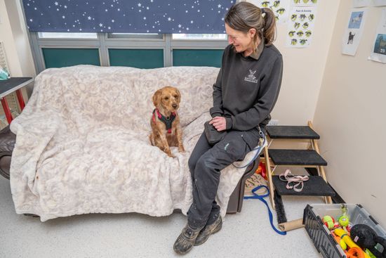 Val Dog Manager Topsy Training Room Editorial Stock Photo - Stock Image ...
