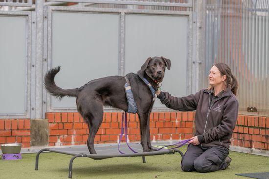 Val Dog Manager Elder Who Has Editorial Stock Photo - Stock Image ...
