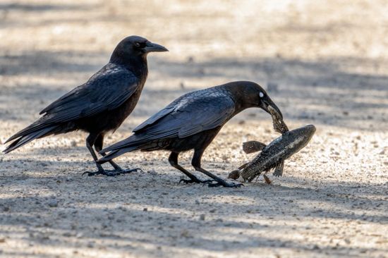 Raven Feasts On Dead Fish Alligator Editorial Stock Photo - Stock Image ...