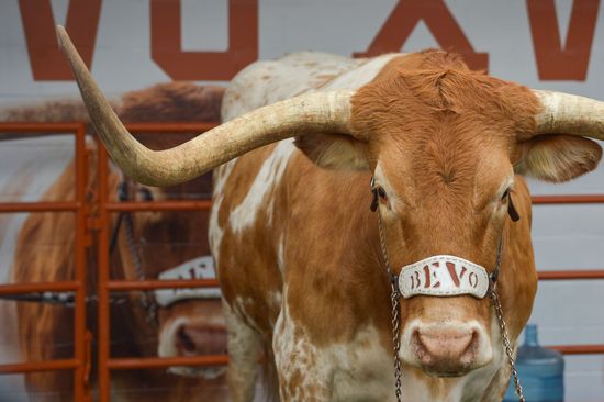 Texas Longhorns Bevo Watching His Team Editorial Stock Photo - Stock ...