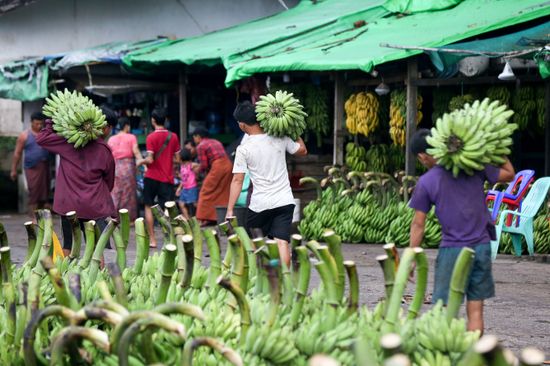 Workers Carry Bananas On Their Shoulders Editorial Stock Photo - Stock ...