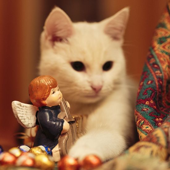 Young White Tomcat Felidae Felis Silvestris Editorial Stock Photo ...