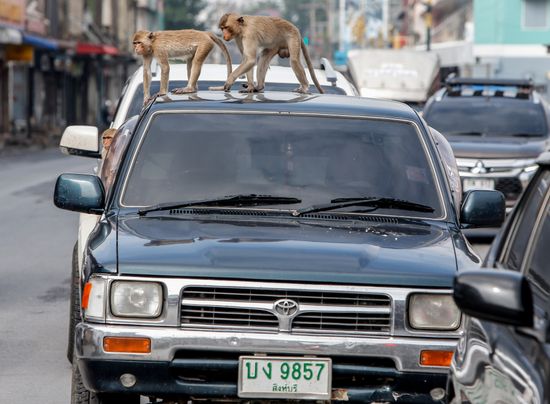 Monkeys Seen On Roof Pickup Truck Editorial Stock Photo - Stock Image ...