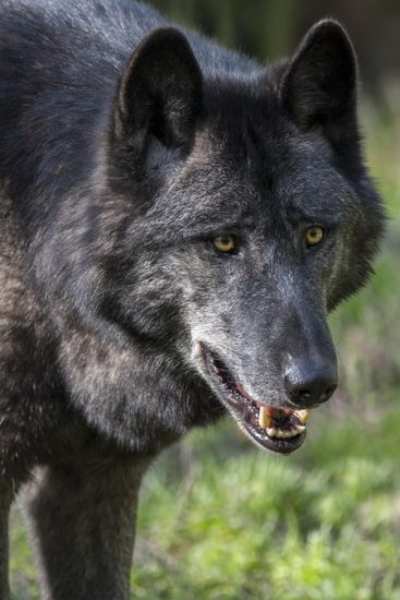 Black Northwestern Wolf Mackenzie Valley Wolf Editorial Stock Photo ...