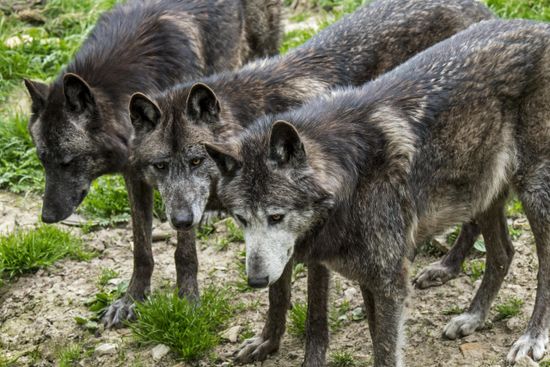 Closeup Portrait Three Black Northwestern Wolves Editorial Stock Photo ...