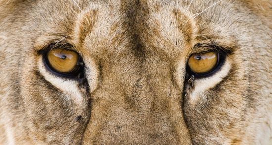 African Lion Panthera Leo Closeup Eyes Editorial Stock Photo - Stock ...