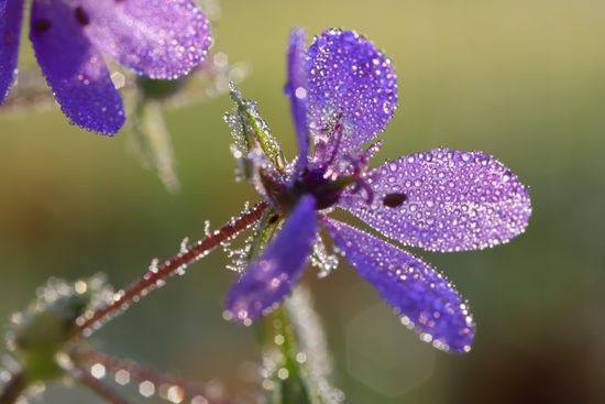 Morning Dew Garden End October Germany Editorial Stock Photo - Stock ...
