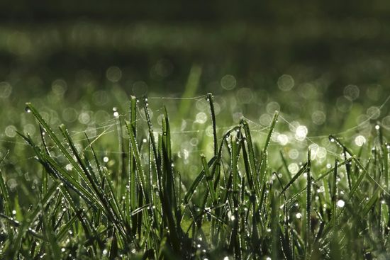 Grasses Glittering Morning Dew October Germany Editorial Stock Photo ...