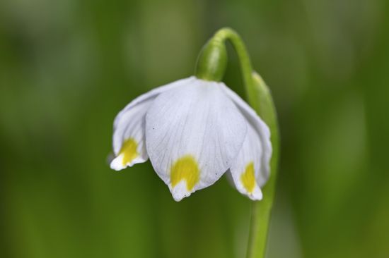 Close Spring Snowflake Leucojum Vernum Galanthus Editorial Stock Photo ...