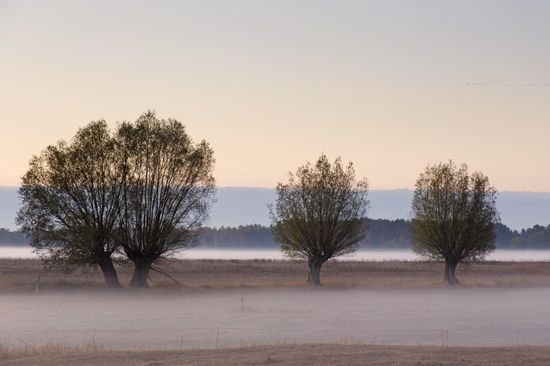 Row Pollard Willows Pollarded White Willows Editorial Stock Photo ...