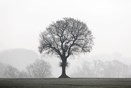 Common Oak Pedunculate Oak Quercus Roburan Editorial Stock Photo ...