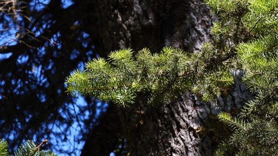 Branch Kefalonia Fir Abies Cephalonica Tree Editorial Stock Photo ...