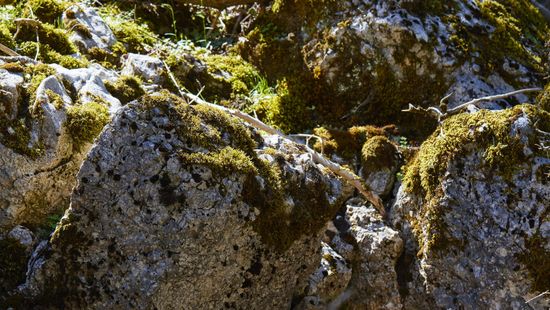 Boulders Lichen Moss Detail Mount Enos Editorial Stock Photo - Stock ...