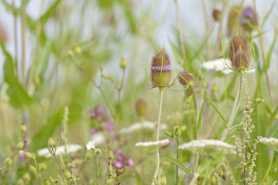 Flowering Stalk Wild Teasel Dipsacus Fullonum Editorial Stock Photo ...