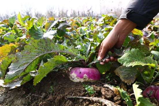 Farmers Work Turnip Vegetable Field On Editorial Stock Photo - Stock ...