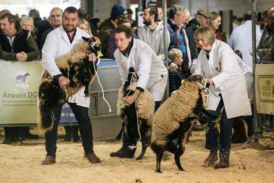 Picture Shows Farmers Wrestling Their Sheep Editorial Stock Photo ...
