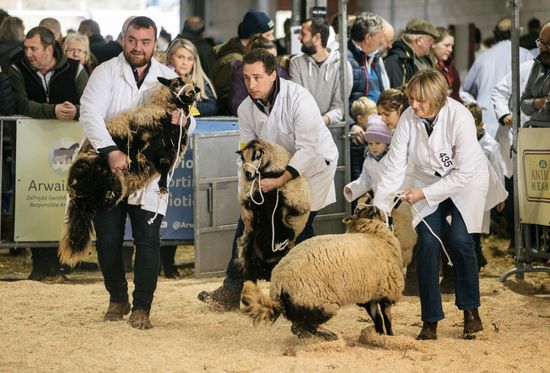 Picture Shows Farmers Wrestling Their Sheep Editorial Stock Photo ...