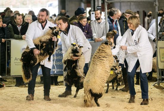 Picture Shows Farmers Wrestling Their Sheep Editorial Stock Photo ...