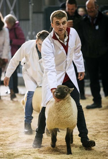 Picture Shows Farmers Wrestling Their Sheep Editorial Stock Photo ...