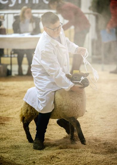 Picture Shows Farmers Wrestling Their Sheep Editorial Stock Photo ...