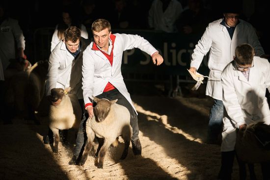 Picture Shows Farmers Wrestling Their Sheep Editorial Stock Photo ...