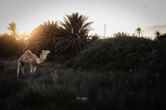 Camel Tethered On Field Filled Rubbish Editorial Stock Photo - Stock ...