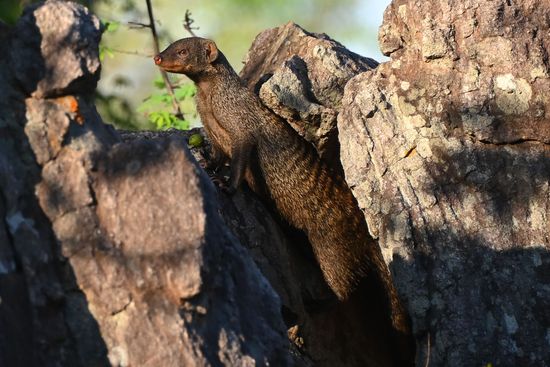 Banded Mongoose Habitat Editorial Stock Photo - Stock Image | Shutterstock